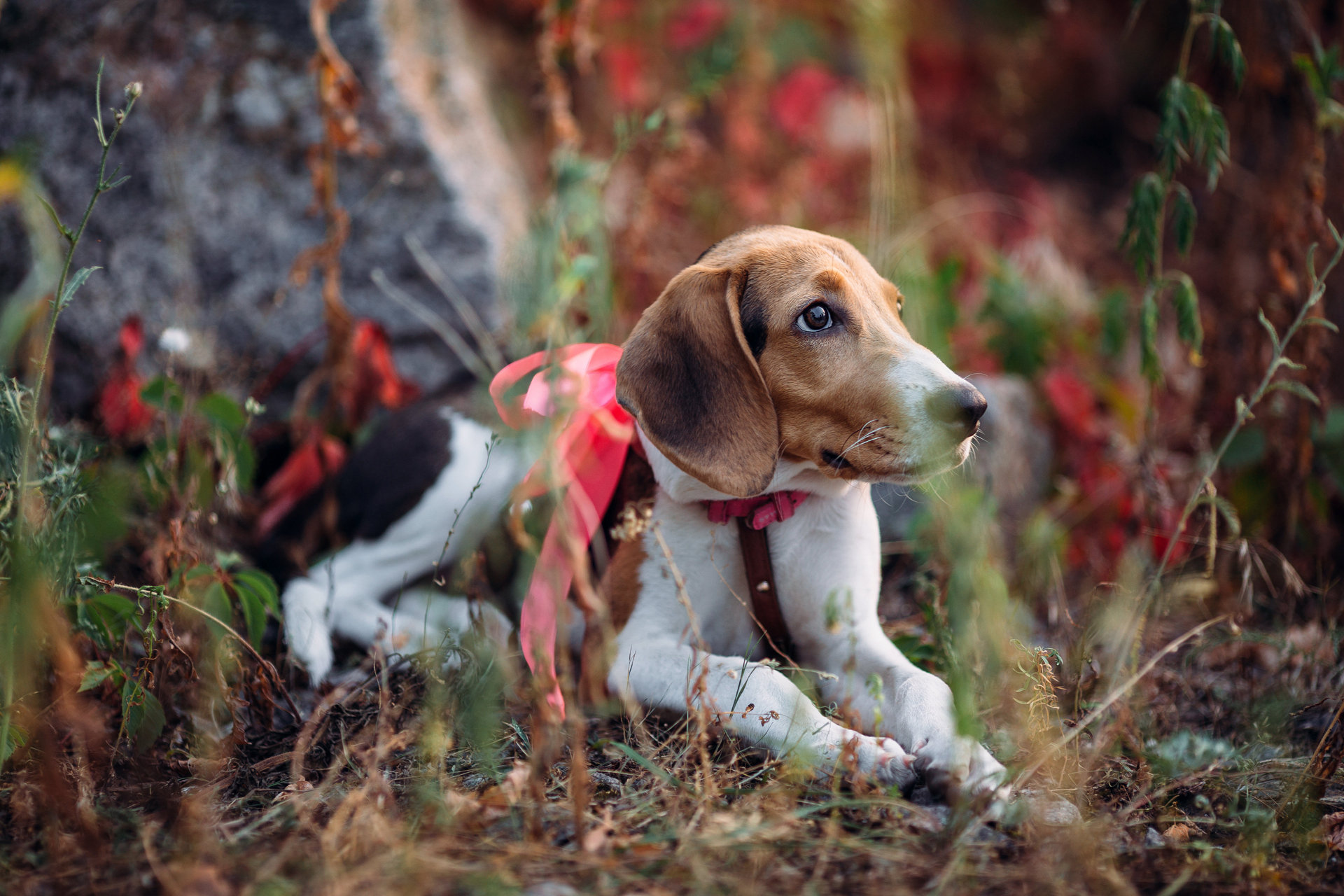 Wellness Plans for Veterinary Care | Grace Animal Hospital